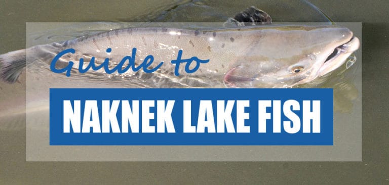 List of Fish Species in Naknek Lake 2022 [Updated] - Pond Informer