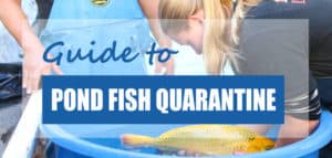 How to Quarantine Koi & Other Pond Fish (Step-by-Step) - Pond Informer