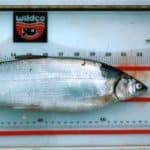 List of Fish Species in Teshekpuk Lake (Updated) - Pond Informer