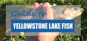 List of Fish Species in Yellowstone Lake 2023 [Updated] - Pond Informer
