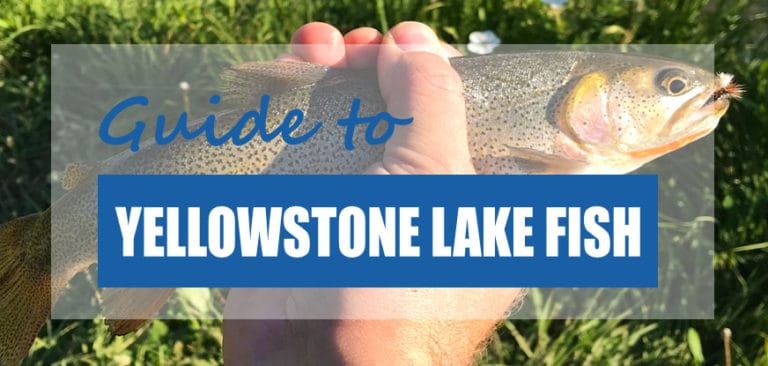 List of Fish Species in Yellowstone Lake 2023 [Updated] - Pond Informer