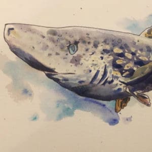13 Lake & River Monsters in North America - Pond Informer