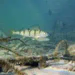 What Food Should You Feed Perch in Ponds? (Perch Food Guide) - Pond ...