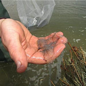 What Food Should You Feed Perch in Ponds? (Perch Food Guide) - Pond ...