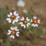 Plants & Flowers That Attract Bats (Plants Bats Love) - Pond Informer