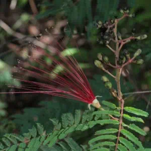 Plants & Flowers That Attract Bats (Plants Bats Love) - Pond Informer