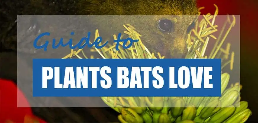 Plants & Flowers That Attract Bats (Plants Bats Love) - Pond Informer