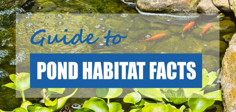 11 Interesting & Fun Facts About Pond Habitats 2023 - Pond Informer