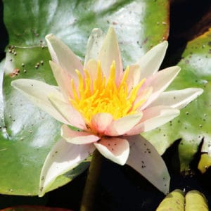10 Shade Tolerant Water Lilies (Top Shade Lilies) - Pond Informer