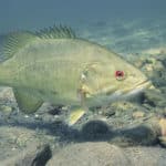 Guide to Smallmouth Bass (Micropterus dolomieu) - Pond Informer
