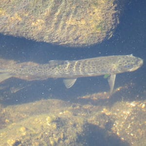 List of Fish Species in Yellowstone Lake (Updated) - Pond Informer
