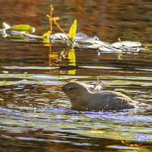 American Dipper Facts, Habitat, Range & ID Guide (Cinclus mexicanus) - Pond Informer
