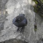 American Dipper Facts, Habitat, Range & ID Guide (Cinclus mexicanus) - Pond Informer