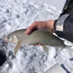 13 Fish Species in Bear Lake (Updated) - Pond Informer