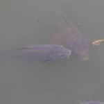 13 Fish Species in Bear Lake (Updated) - Pond Informer