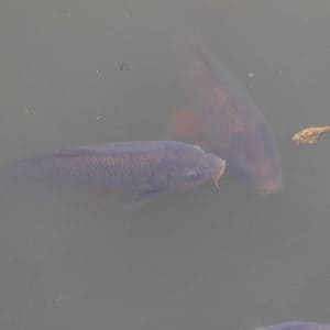 13 Fish Species in Bear Lake (Updated) - Pond Informer