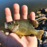 13 Fish Species in Bear Lake (Updated) - Pond Informer