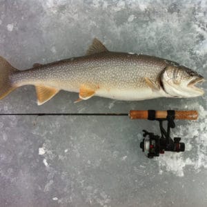 13 Fish Species in Bear Lake (Updated) - Pond Informer