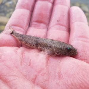 13 Fish Species in Bear Lake (Updated) - Pond Informer