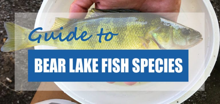 List of Fish Species in Bear Lake 2023 [Updated] - Pond Informer