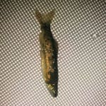 13 Fish Species in Bear Lake (Updated) - Pond Informer