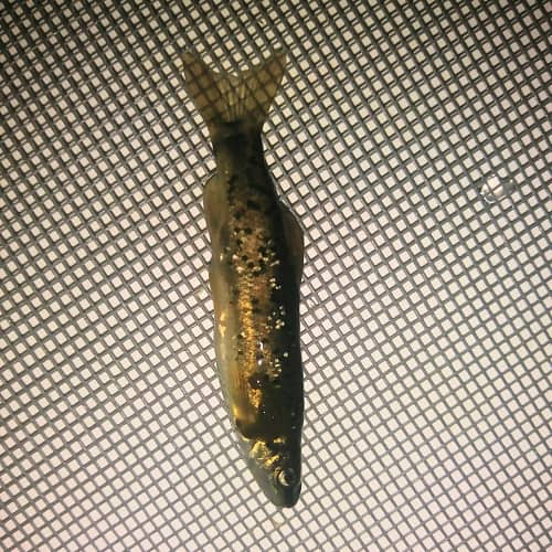 13 Fish Species in Bear Lake (Updated) - Pond Informer