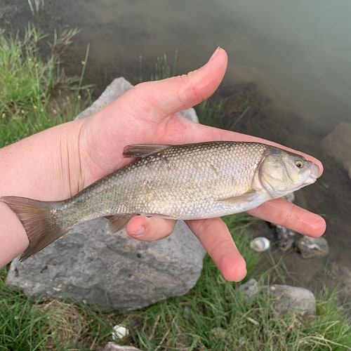 13 Fish Species in Bear Lake (Updated) - Pond Informer