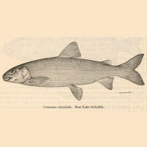 13 Fish Species in Bear Lake (Updated) - Pond Informer