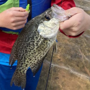 20 Fish Species in the Mississippi River (Updated) - Pond Informer