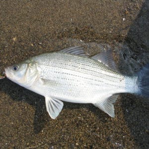 20 Fish Species in the Mississippi River (Updated) - Pond Informer
