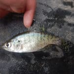 20 Fish Species in the Mississippi River (Updated) - Pond Informer
