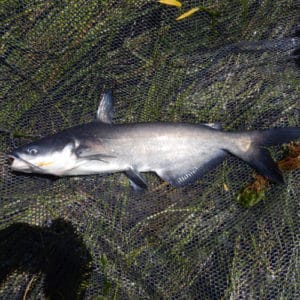 How to Stock a Pond in Texas (Tips, Fish, Guidelines) - Pond Informer