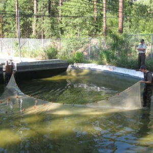 How to Stock a Pond in Texas (Tips, Fish, Guidelines) - Pond Informer