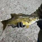 18 Fish Species in the Potomac River (Updated) - Pond Informer