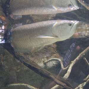 11 Prehistoric Fish Still Alive Today (Surprising Species) - Pond Informer