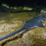 11 Prehistoric Fish Still Alive Today (Surprising Species) - Pond Informer