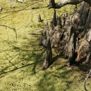 10 Tree Types That Grow in Swamps & Marshes - Pond Informer