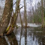 10 Tree Types That Grow in Swamps & Marshes - Pond Informer