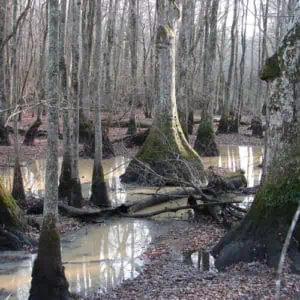 10 Tree Types That Grow in Swamps & Marshes - Pond Informer