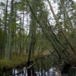 10 Tree Types That Grow in Swamps & Marshes - Pond Informer