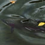 13 Trout Species in North America (Updated) - Pond Informer