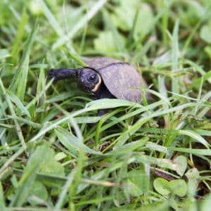Can You Keep a Wild Turtle as a Pet? (Explained) - Pond Informer
