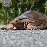 Can You Keep a Wild Turtle as a Pet? (Explained) - Pond Informer