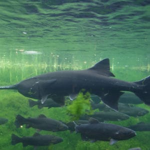 20 Fish Species in the Atchafalaya River (Updated) - Pond Informer