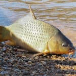20 Fish Species in the Atchafalaya River (Updated) - Pond Informer