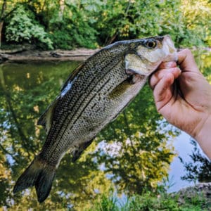 20 Fish Species in Big Spirit Lake (Updated) - Pond Informer