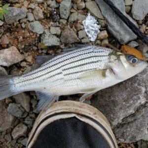 20 Fish Species in Big Spirit Lake (Updated) - Pond Informer