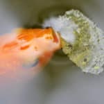 Why Is My Pond Goldfish Bloated? (4 Common Causes) - Pond Informer