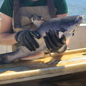 What Food Should You Feed Catfish in Ponds? (Catfish Food Guide) - Pond ...