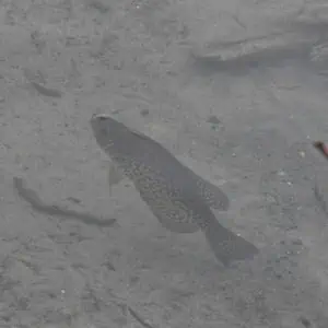 What Food Should You Feed Crappie in Ponds? (Crappie Food Guide) - Pond ...